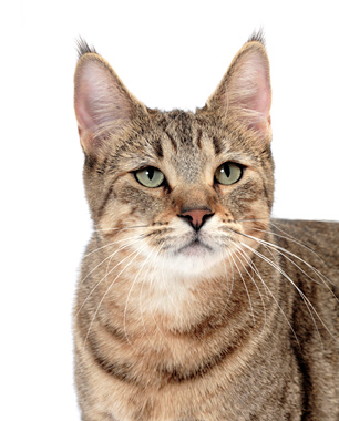 Pixiebob Cat Breed Information