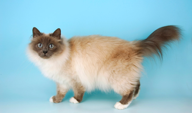 Birman Cat Breed Information