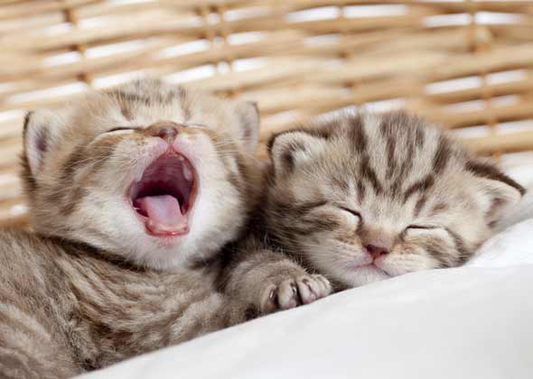 Cute Kitten Names: The Most Popular Male and Female Kitten Names of 2014