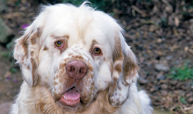 Clumber Spaniel Breed Information