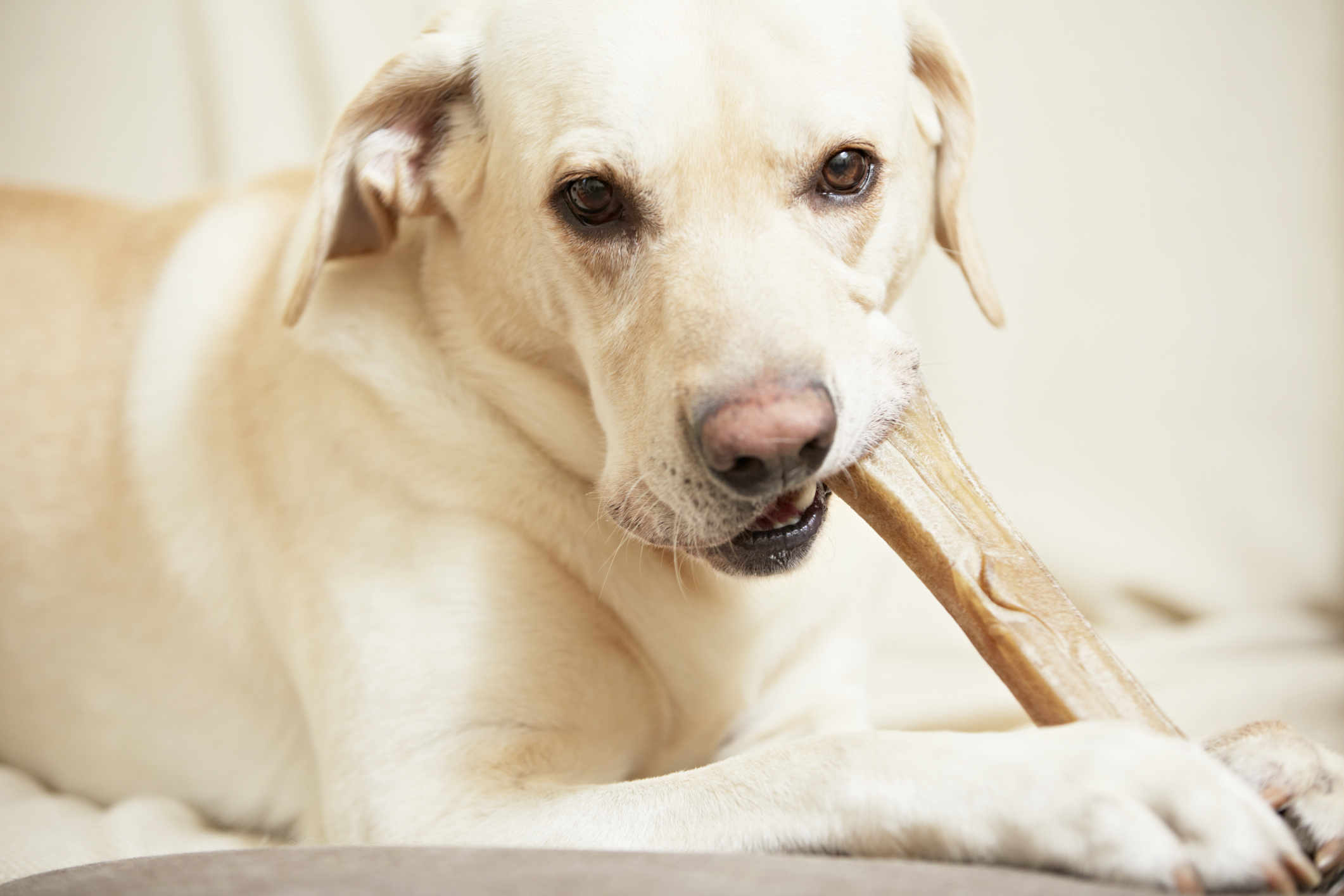 Long And Funny Cat And Dog Names