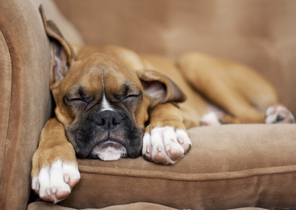 13 Cuddliest Dog Breeds — Photo Gallery