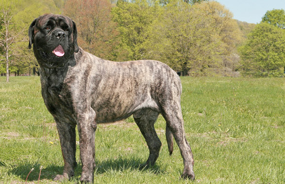 Mastiff Dog Breed Information