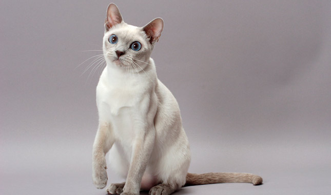 Tonkinese Cat Breed Information