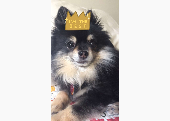 Snapchat Cat Dog