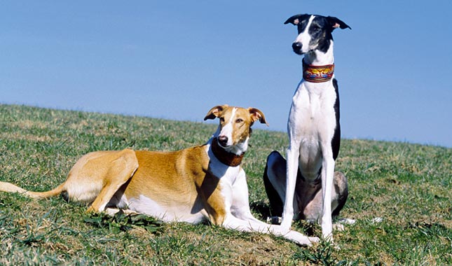 Chart Polski Breed Information