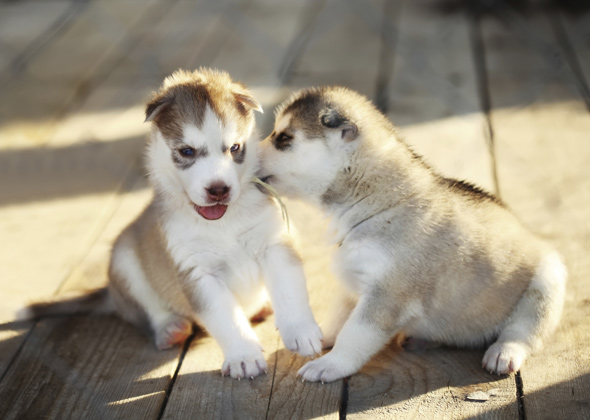 Hot Dog The Most Trendy Male And Female Dog Names Of The Year hot-dog-the-most-trendy-male-and-female-dog-names-of-the-year