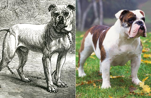 Dog Breeding is Focus of HBO Real Sports Unnatural Selection Segment