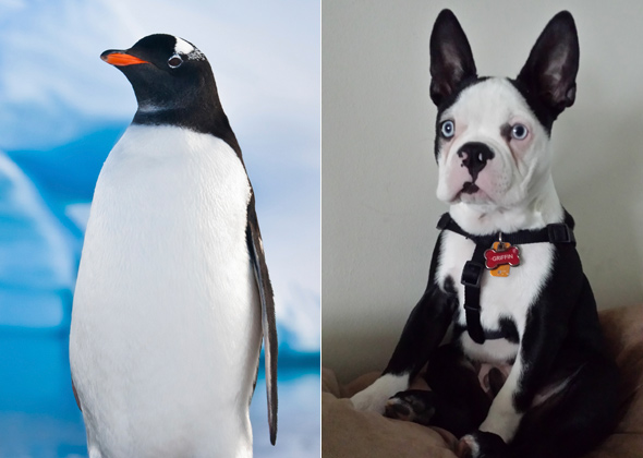 Cats That Look Like Other Animals