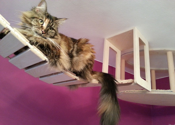 Designer Creates Amazing Playgrounds for Cats
