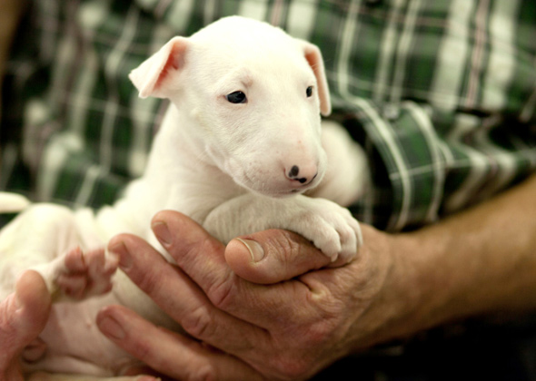 Most Trendy Boy And Girl Dog Names Of 2014 most-trendy-boy-and-girl-dog-names-of-2014