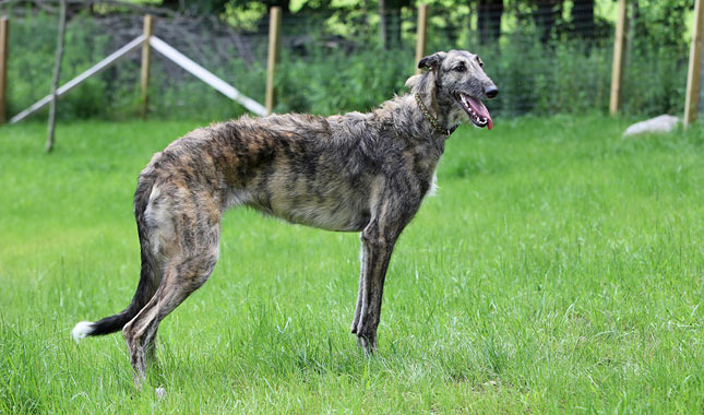 Longdog Breed Information