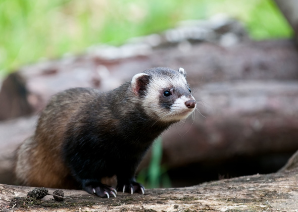 20 Animals That Are Almost Extinct