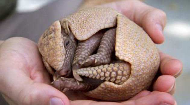 Busch Gardens Tampa Welcomes Baby Armadillo