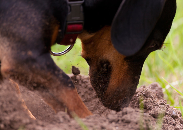 5 Odd Dog Behaviors and What They Mean