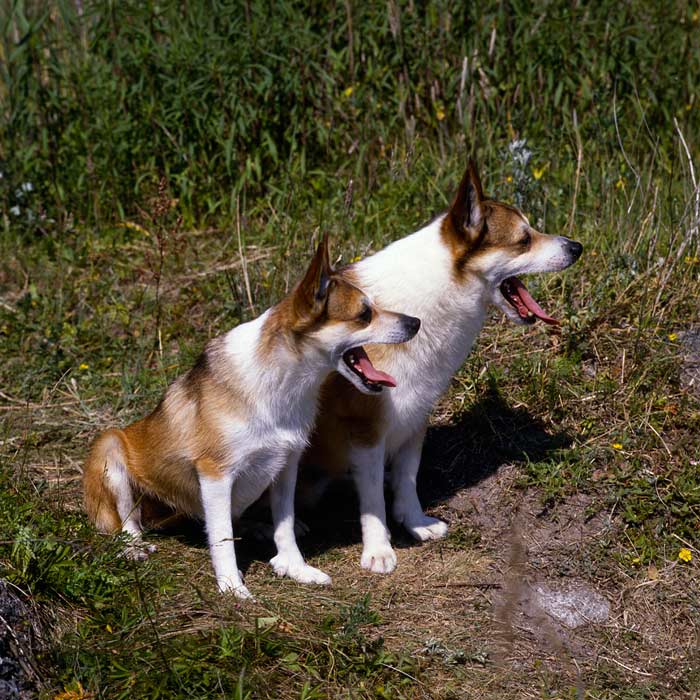 Norwegian Lundehund Dog Breed Information