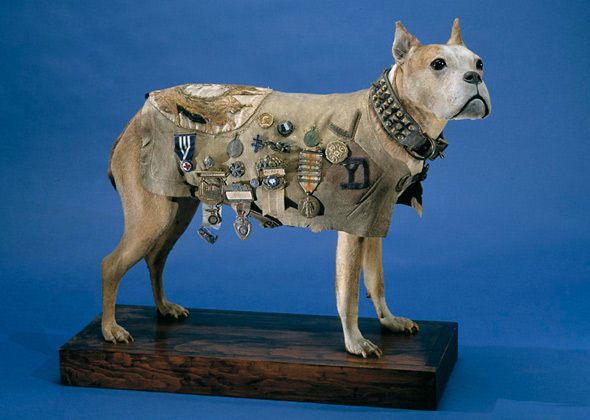 A Fascinating History of Military Dog Breeds - Photo Gallery