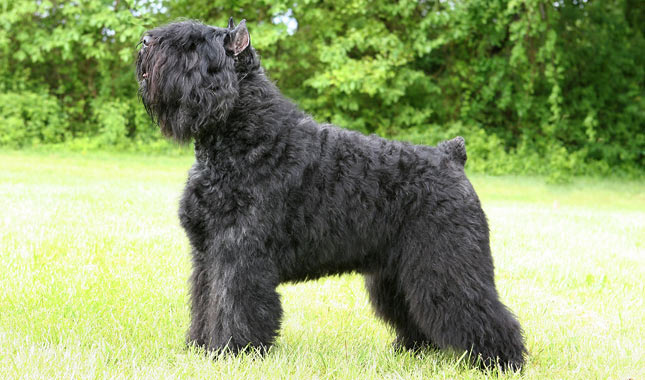Bouvier des Flandres Breed Information