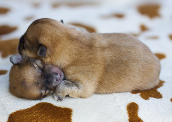 Hot Dog The Most Trendy Male And Female Dog Names Of The Year hot-dog-the-most-trendy-male-and-female-dog-names-of-the-year