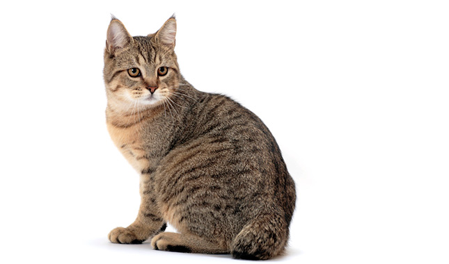 Pixiebob Cat Breed Information